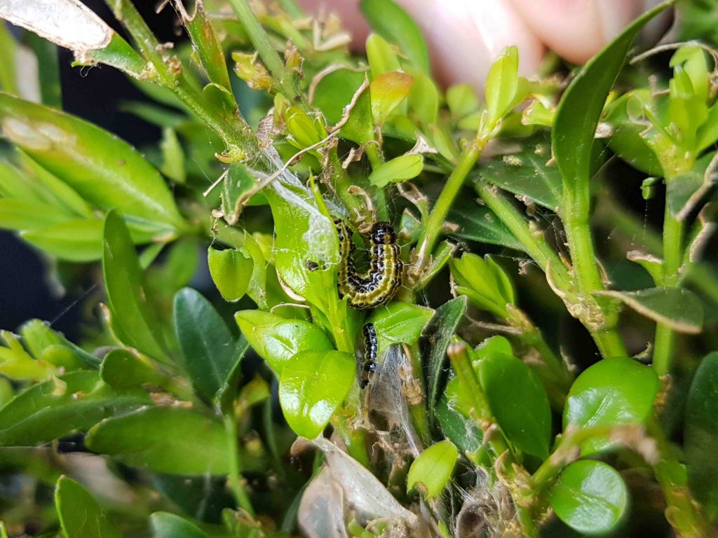 Was hilft gegen Buchsbaumzünsler? Tipps und Mittel | Rheinischer Spiegel