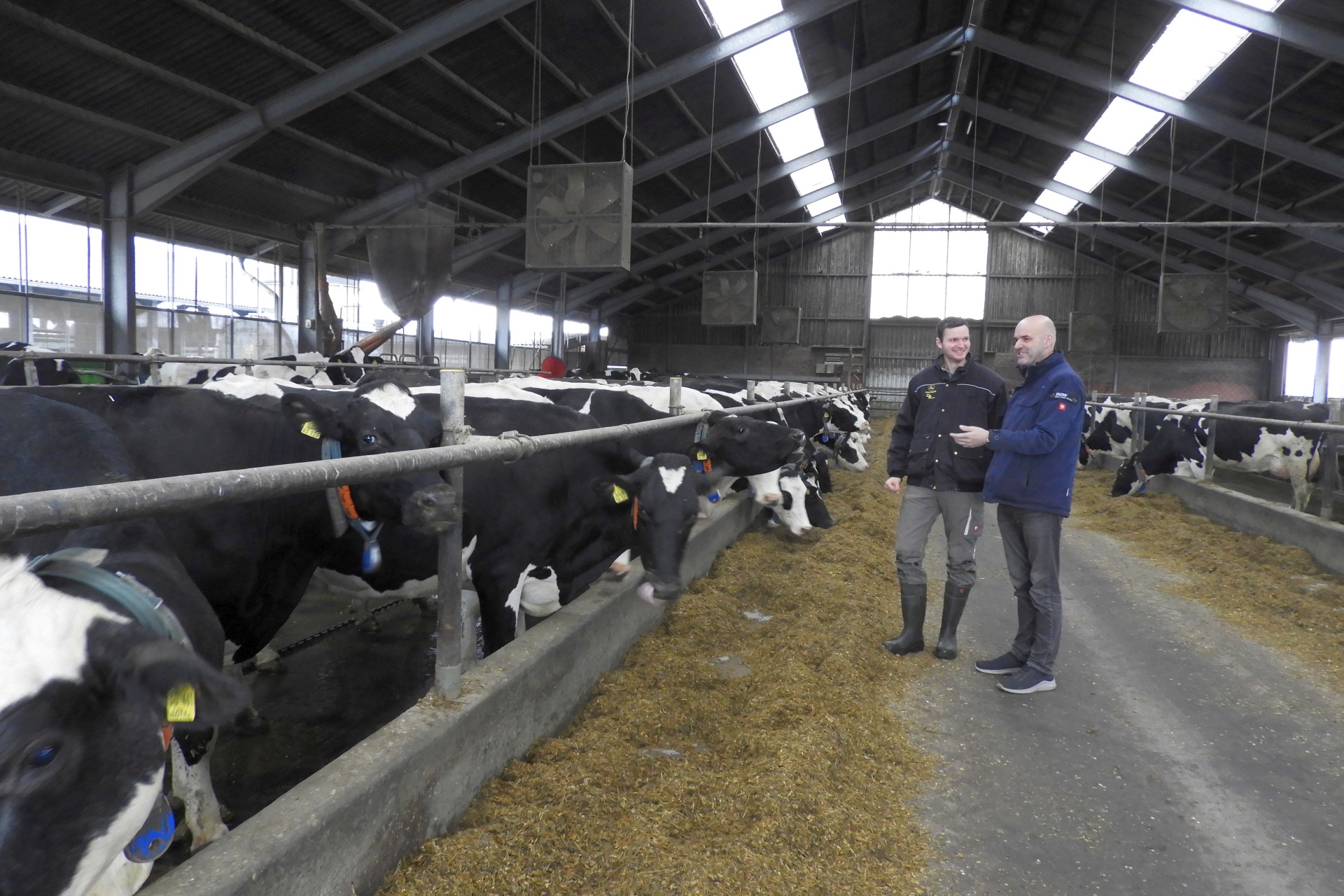 Weniger Stress im Kuhstall | Rheinischer Spiegel